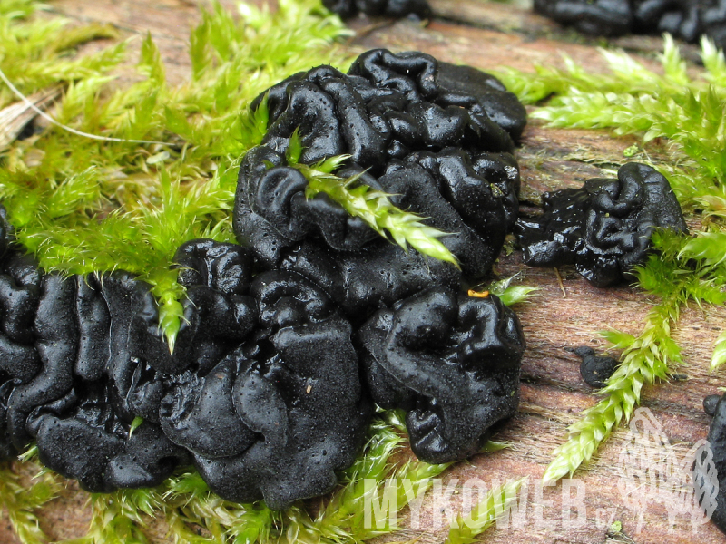 Exidia pithya - černorosol smrkový - Mykoweb