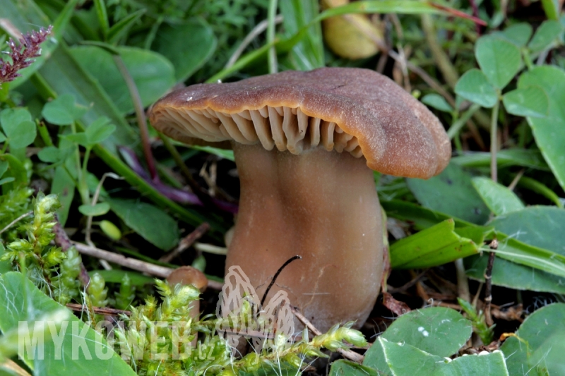 Camarophyllopsis schulzeri - voskovečka Schulzerova - Mykoweb