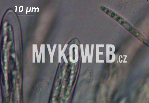 Hypoderma ilicinum - podkožka - Mykoweb