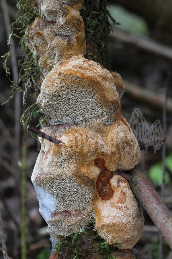 Phellinus pomaceus - ohňovec ovocný - Mykoweb