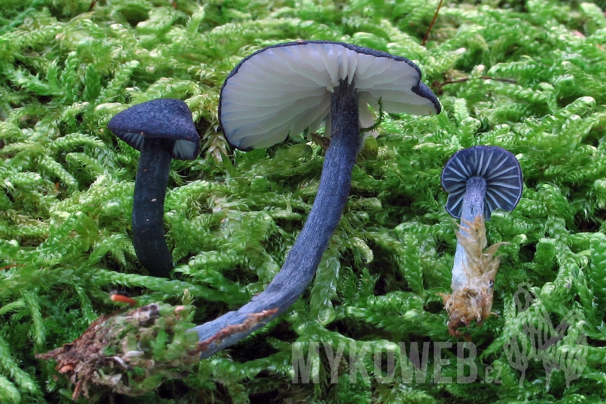 Entoloma lepidissimum - závojenka nejkrásnější - Mykoweb