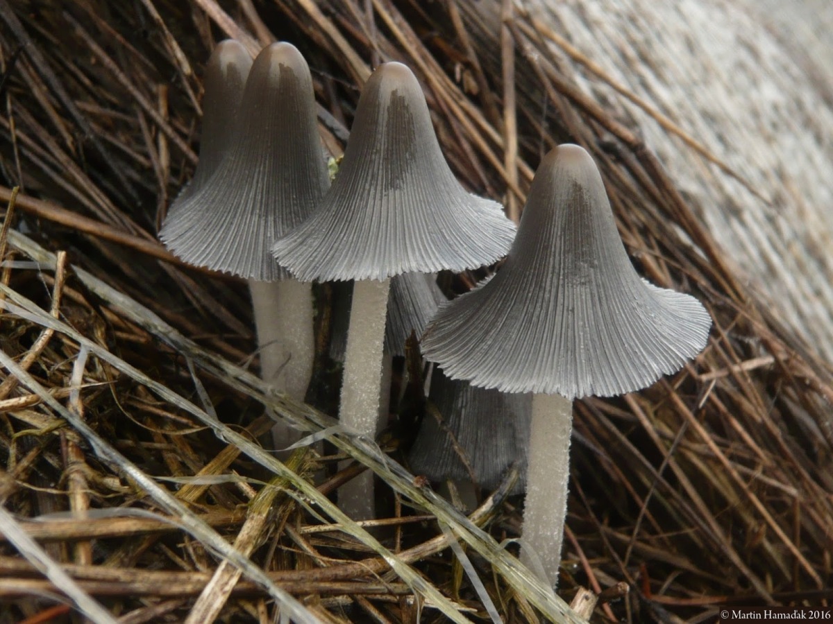 Coprinopsis lagopus - hnojník zaječí - Mykoweb